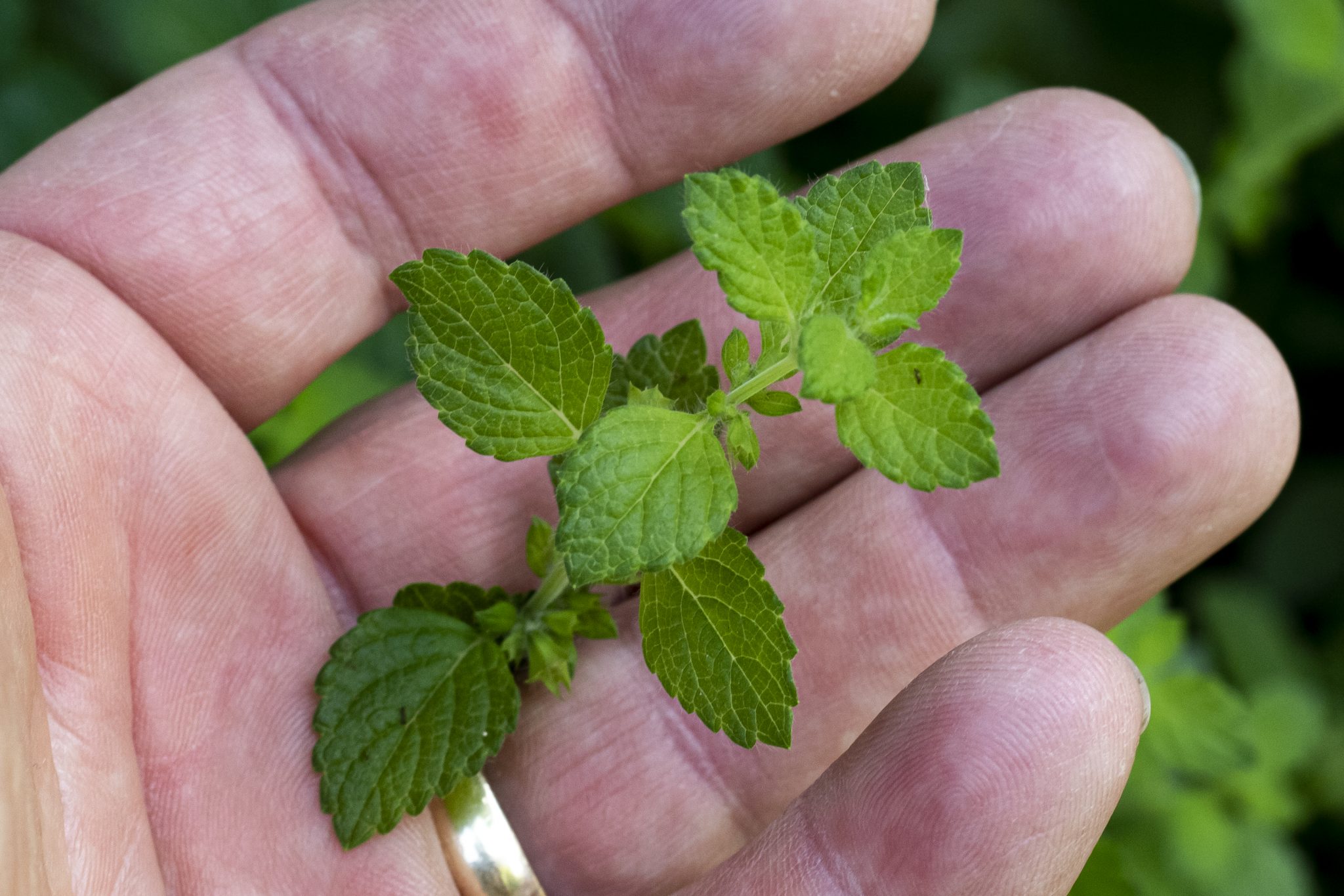 Growing Sweet, Seductive Mint - Countryside